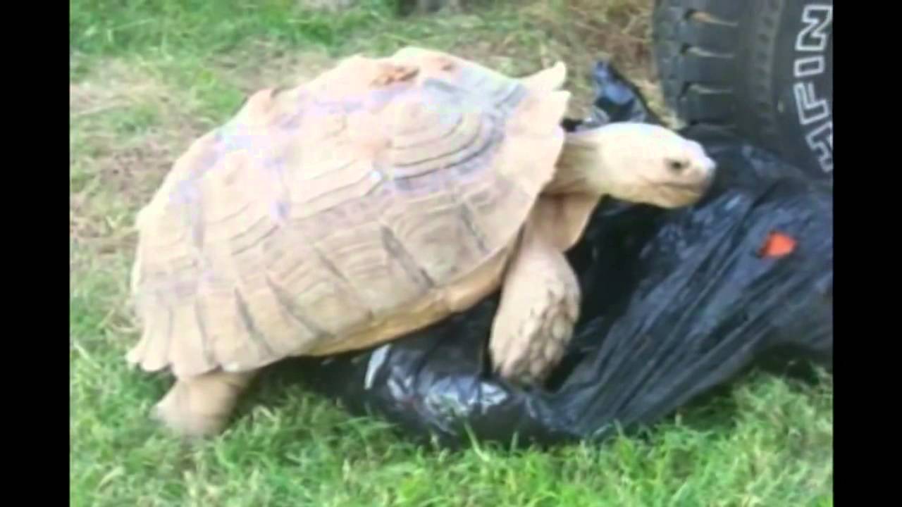 A turtle humping a bag of garbage - YouTube