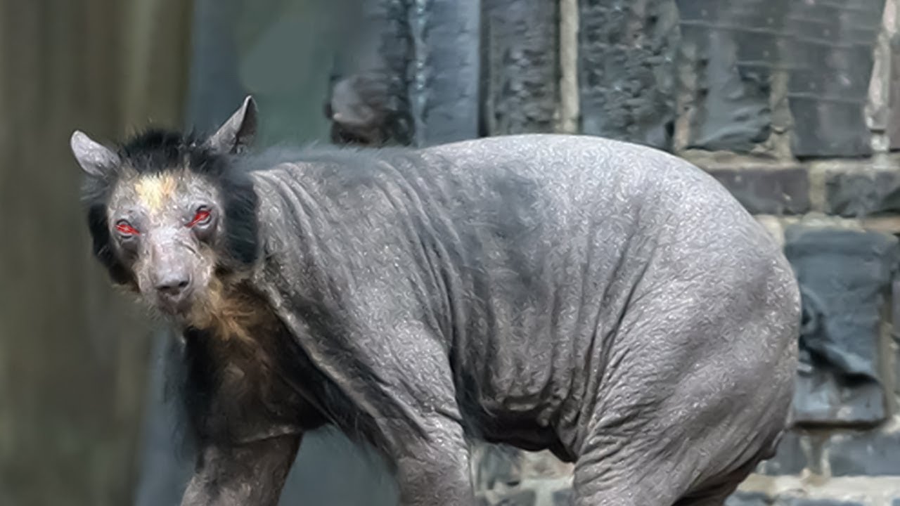 The Way This Animal Mutated Surprised the Whole World - YouTube
