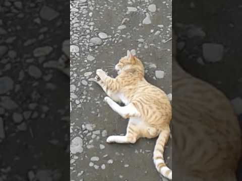 Tom ve ceri biwik sicanla mezelenir