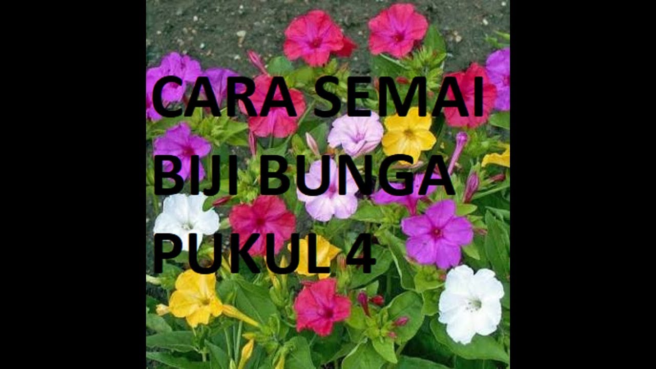 cara semai dan tanam bunga PUKUL 4 (bunga ESOK SORE) Sipel dan praktis ...