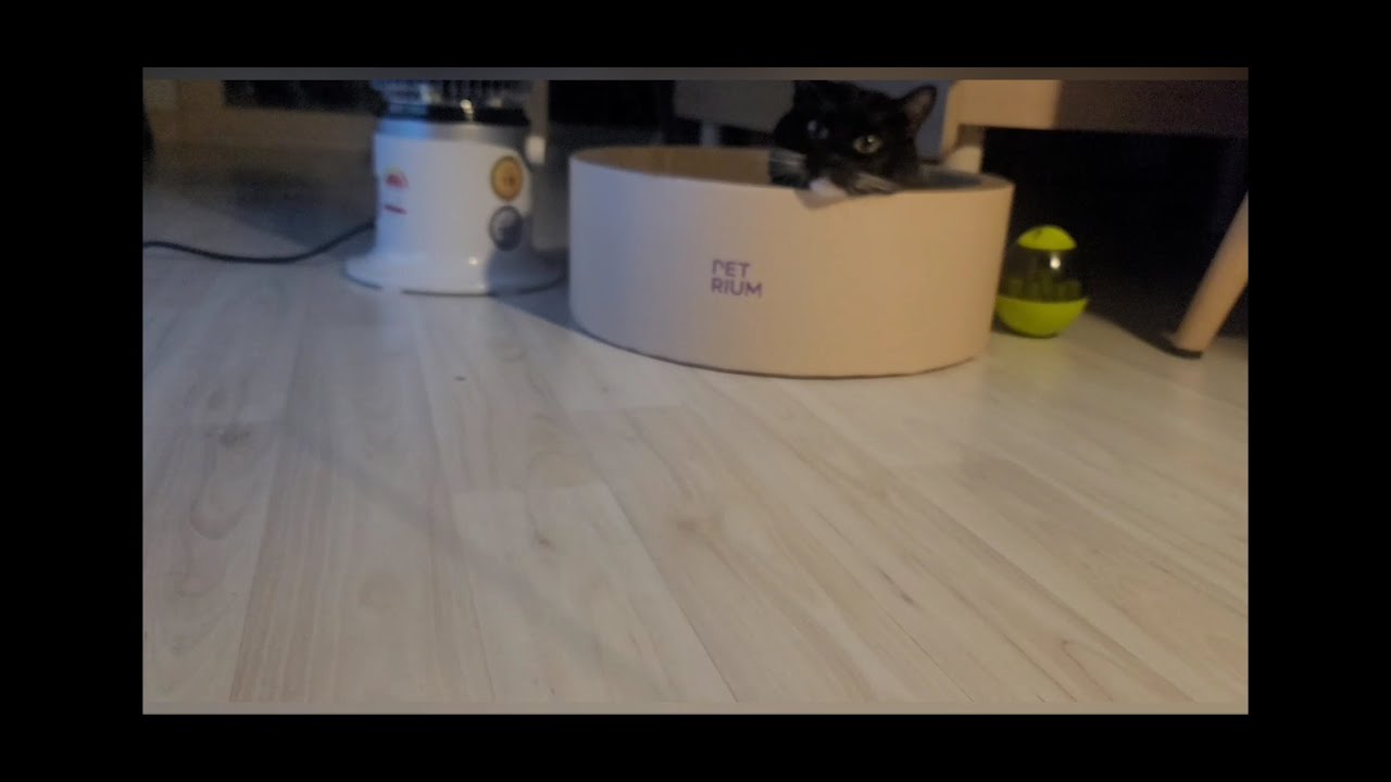 [ENG] Lydia vlog #18 | 깜냥이가 떠나고... | 작년겨울 깜냥이 영상 - YouTube