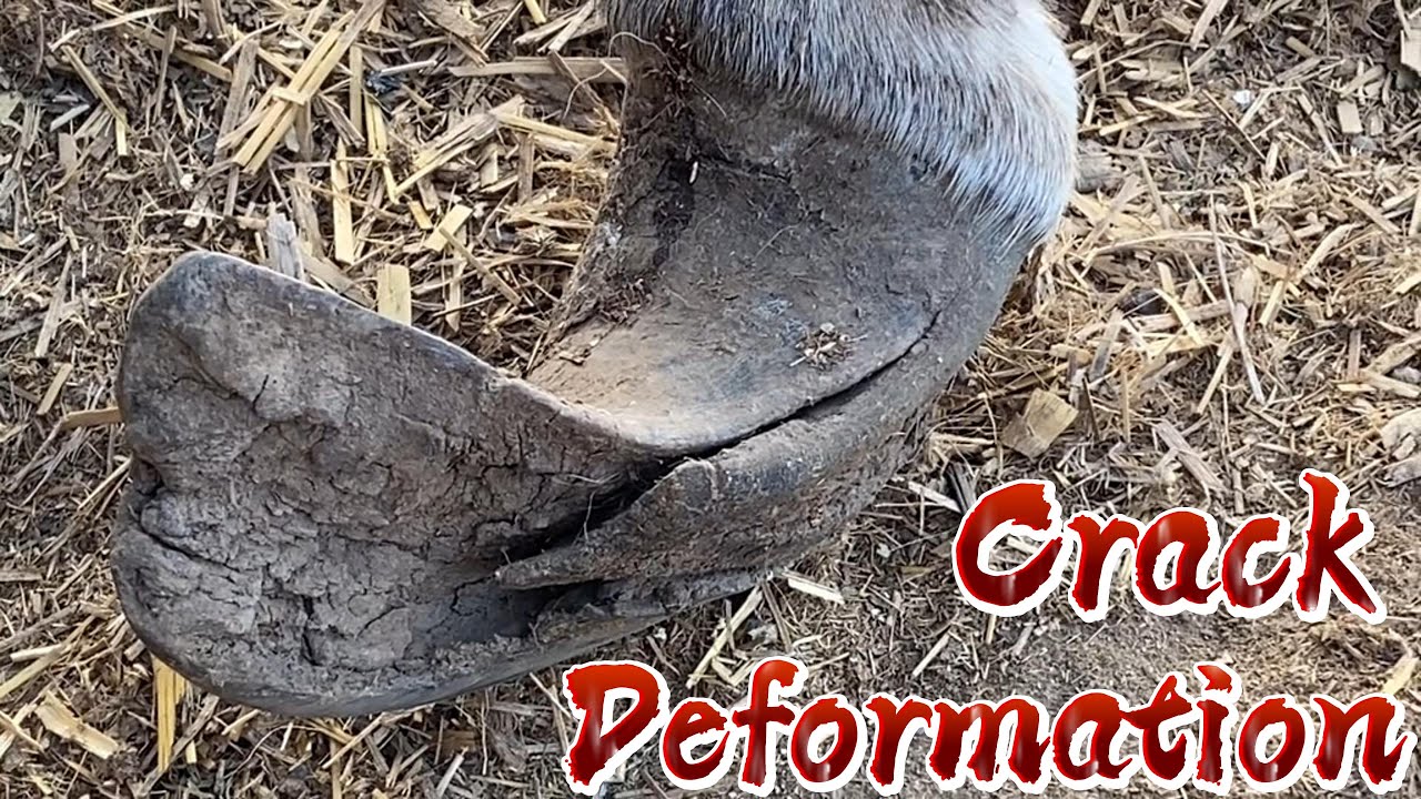 Trimming and curing cracked, deformed and bleeding Asian donkey hooves ...