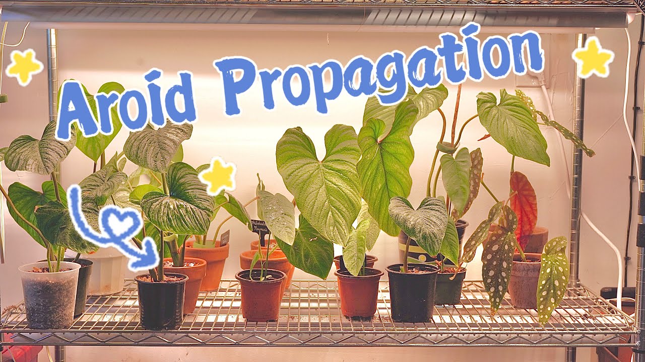 Aroid Propagation Compilation | Plant Please - YouTube