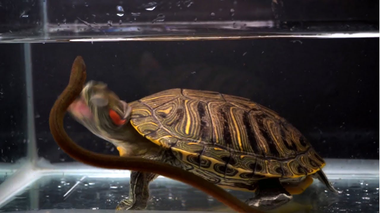 Red eared slider turtle eats an 18cm eel (live feeding) - YouTube