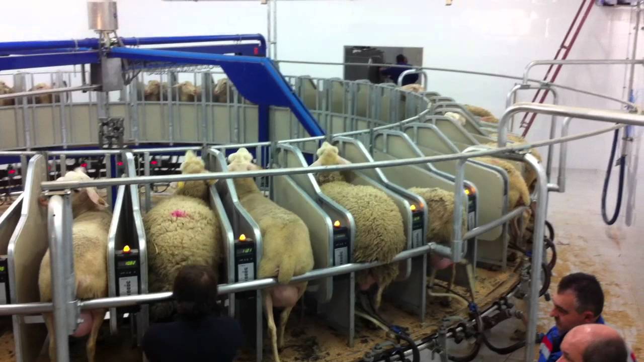 PERCAR ROTARY SHEEPS & GOATS - YouTube