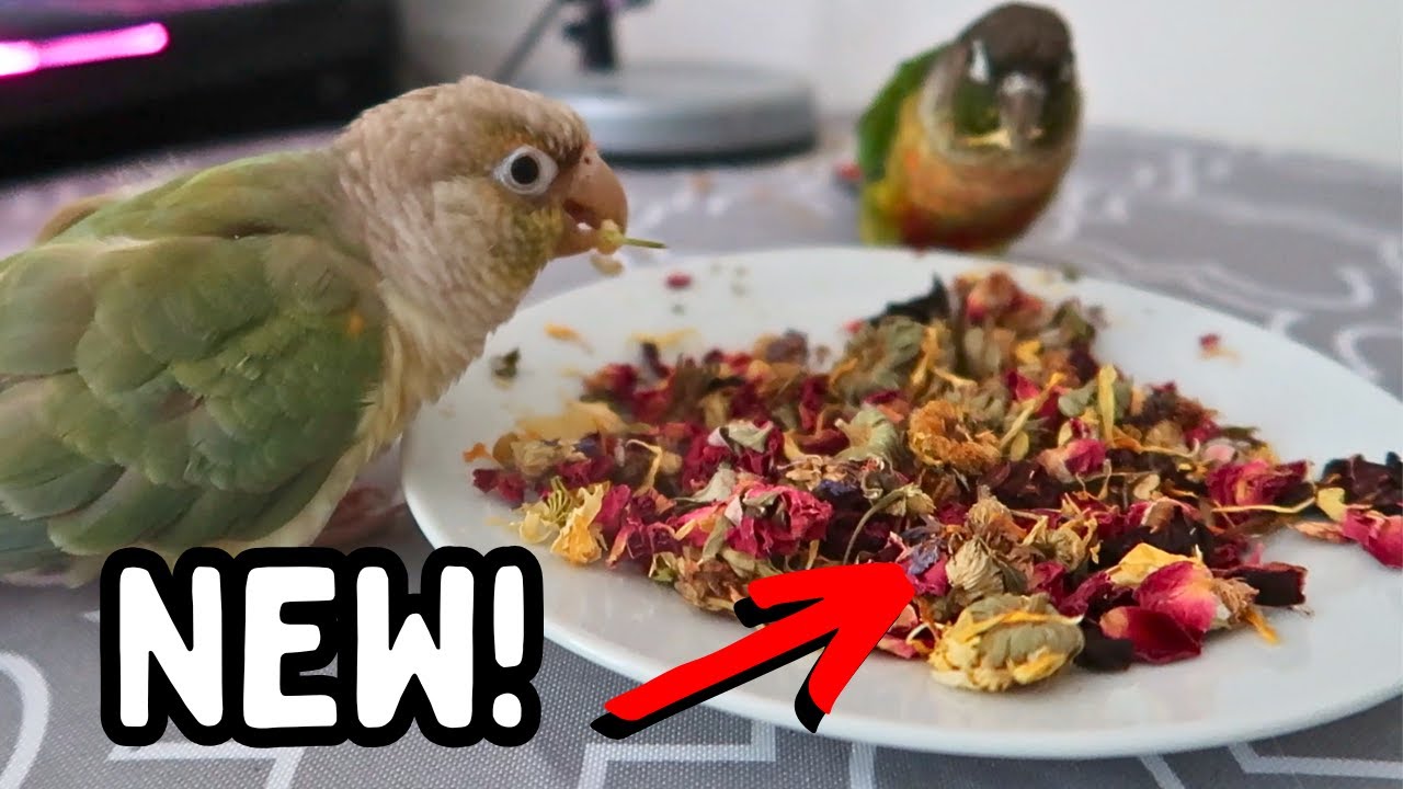 The BEST Parrot Food ? - Bio Bird Blends Avian Tea , Foraging Mixes ...
