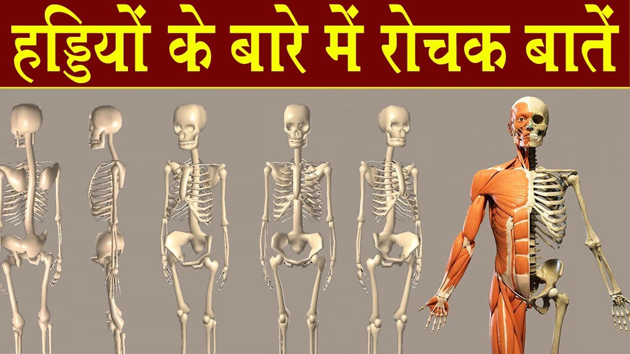Amazing Facts About Human Bones amazing-facts-about-human-bones