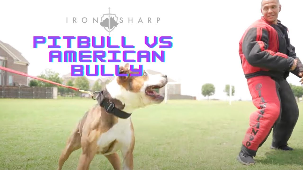 PitBull VS American Bully - Bite Work Episode - YouTube