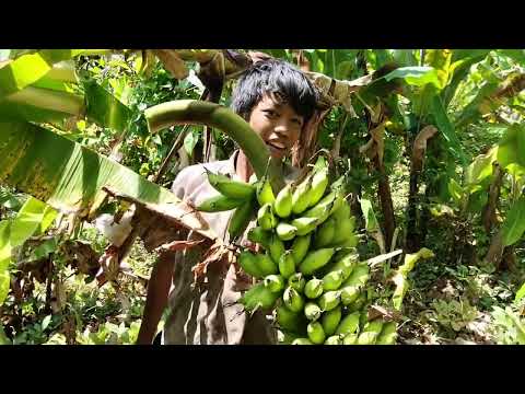 Panen pisang murlin dikebun 