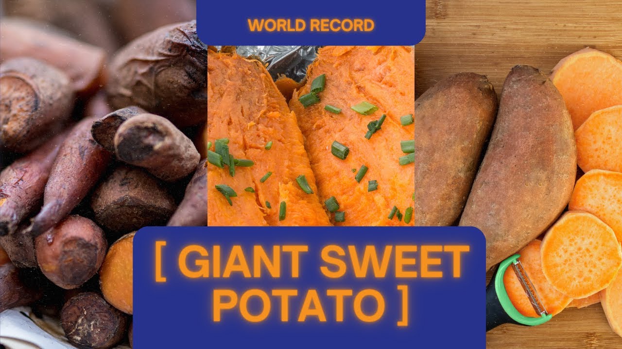 World's Largest Sweet Potatoes! - YouTube