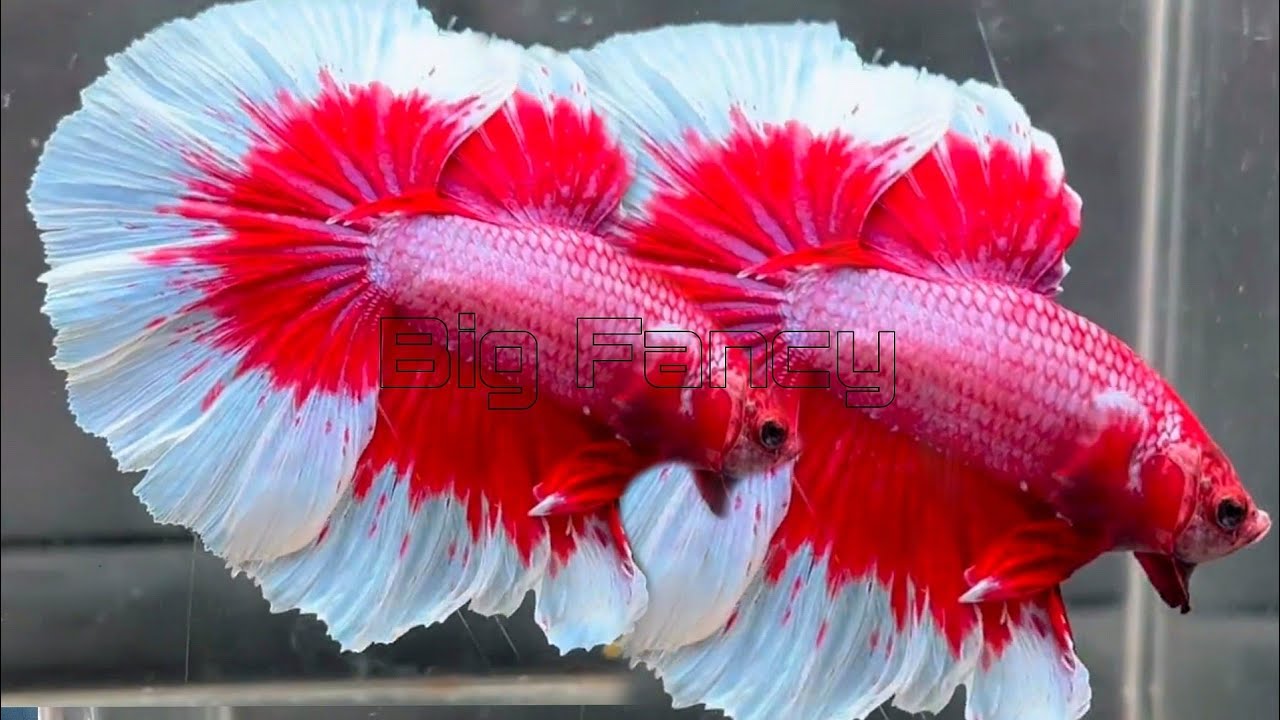 64"Most Beautiful Betta Fish: Stunning Colors & Gorgeous Betta Fish ...