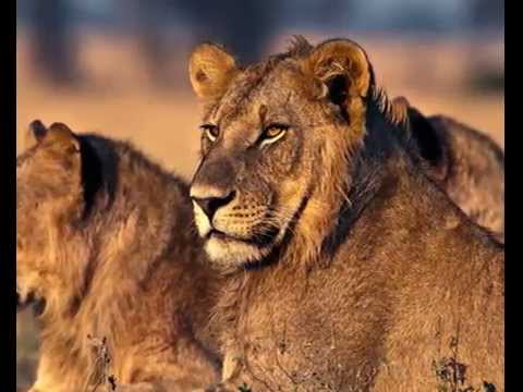 León, Panthera leo - YouTube