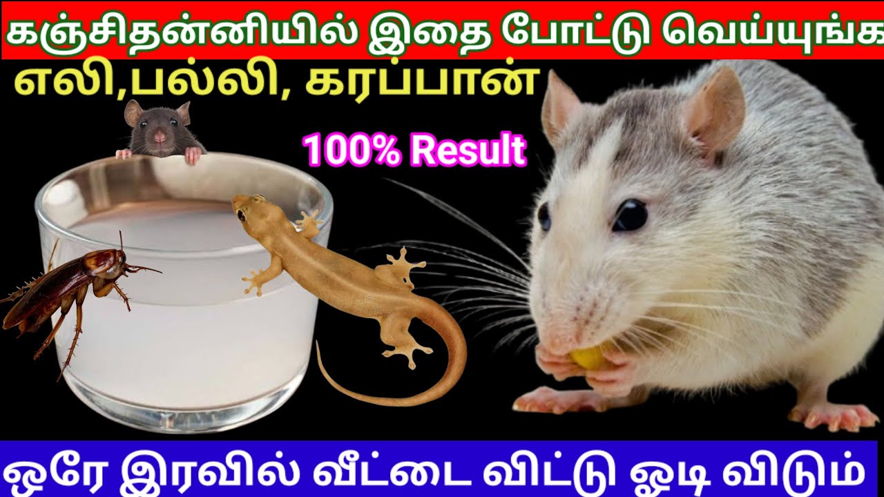 எலி பல்லி கரப்பான் ஒரே இரவில் உங்க வீட்டை விட்டு ஓடும் |get rid off rat ...