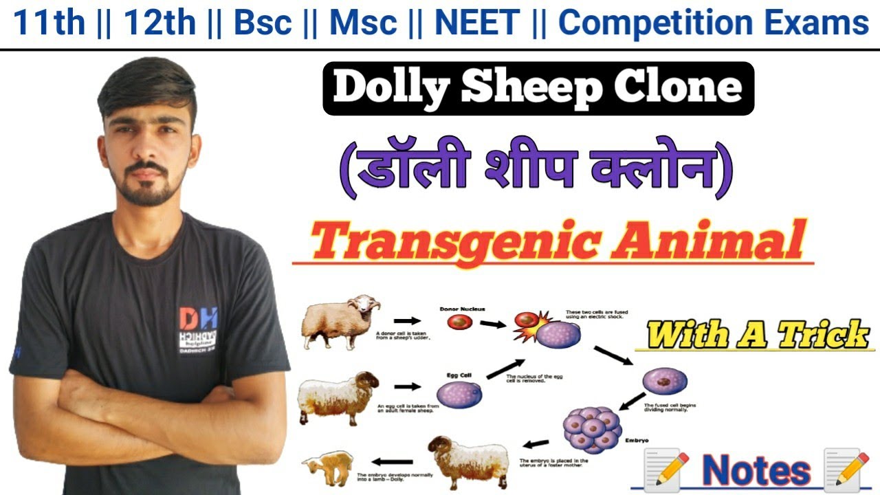 Dolly Sheep In Hindi || Transgenic Animal || Biotechnology || By ...