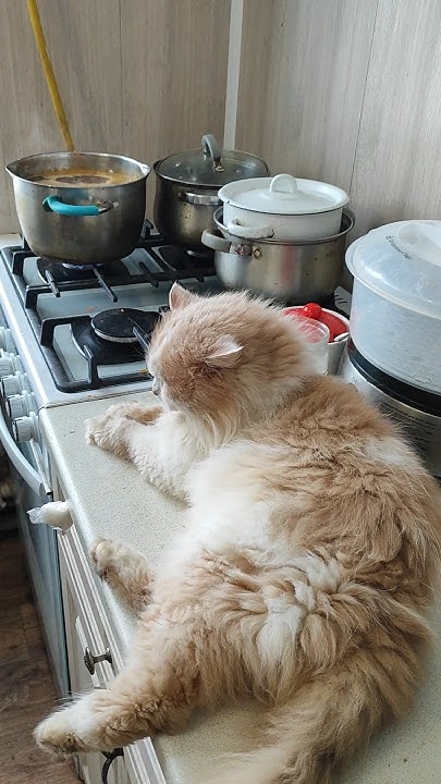 Вкусный Рыбный Суп Для Котиков #котики - YouTube