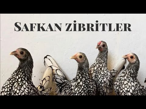 zibrit tavukların özellikleri ve üretimini