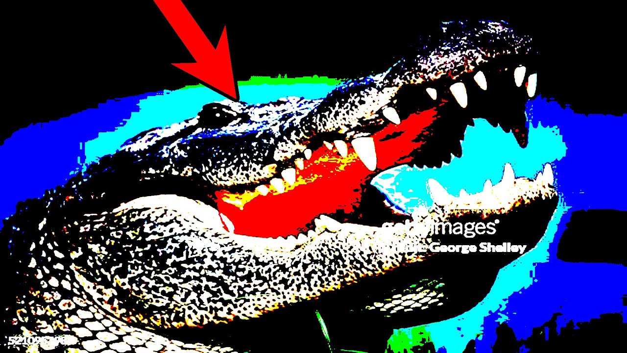 ALLIGATOR *SCARY*. - YouTube