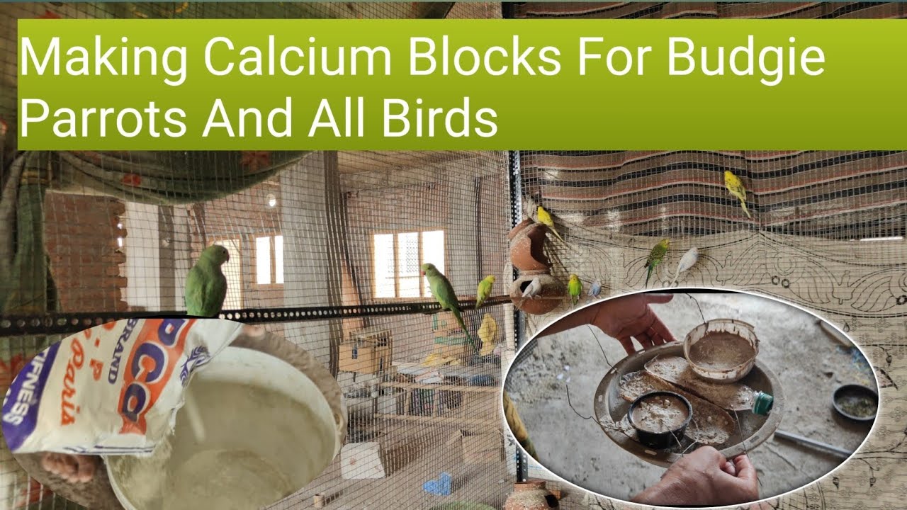 Making Calcium Blocks For Budgie Parrots And All Birds - YouTube