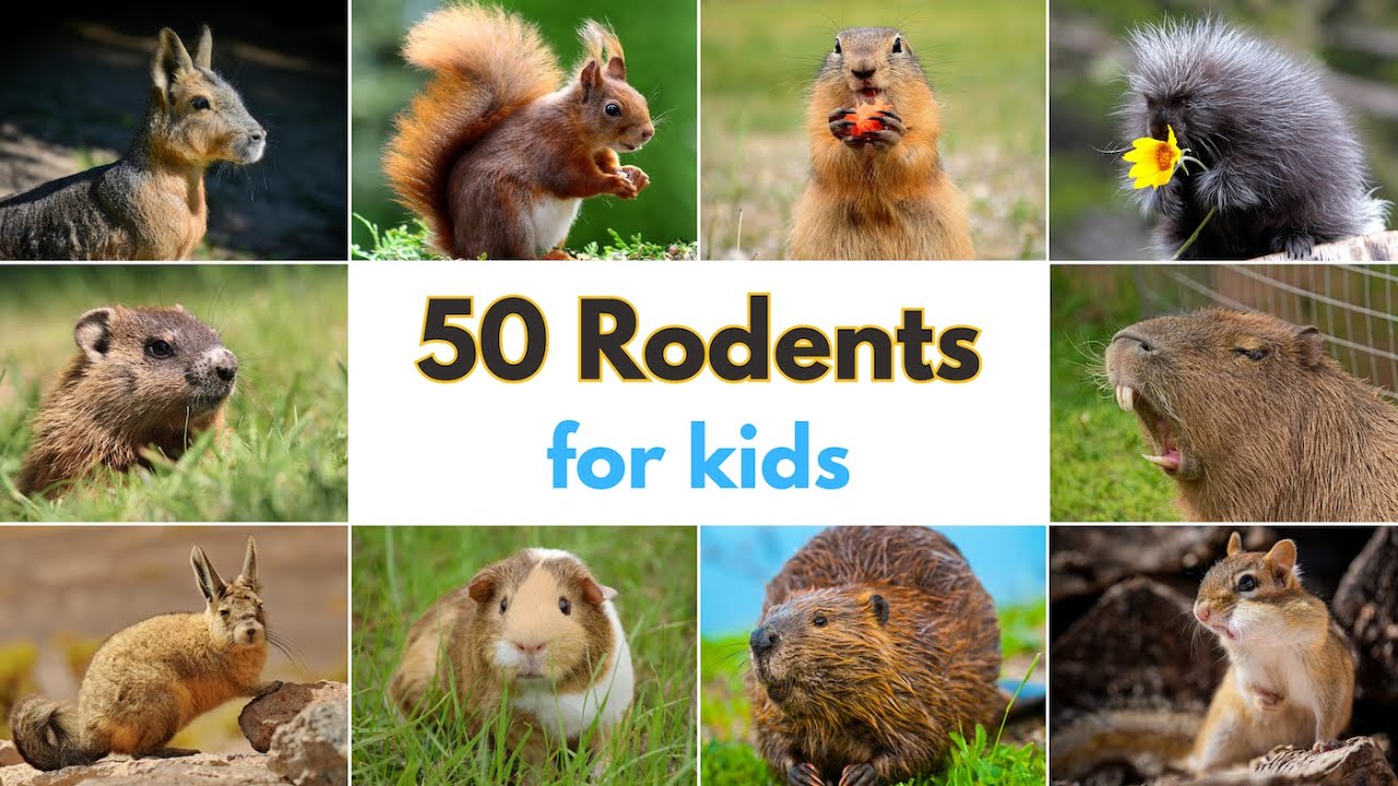 50 Rodents for Kids | Learn Rodents Names with 50 Different Rodents for ...