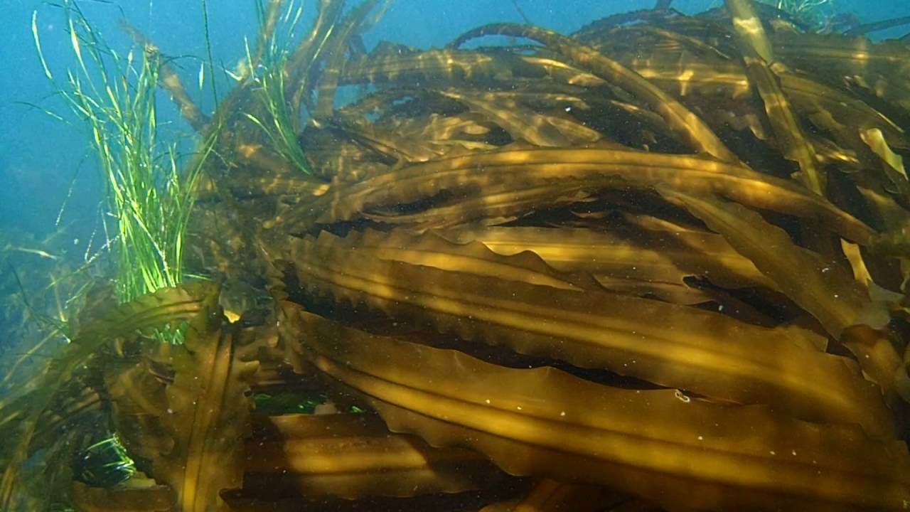 Saccharina japonica 1 Muroran, Hokkaido, Japan 12, Jul 2016 - YouTube