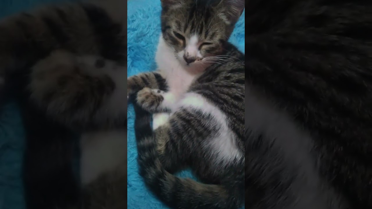 ini kucing yang hobinya rebahan mulu - YouTube