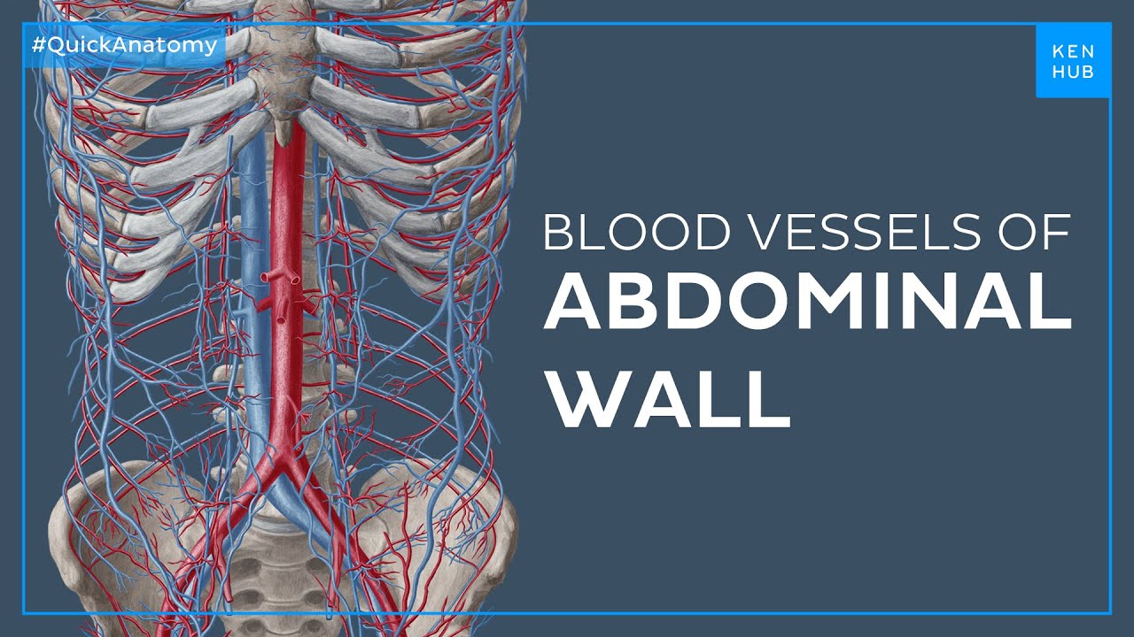 Major blood vessels of the abdominal wall - Quick Anatomy | Kenhub ...