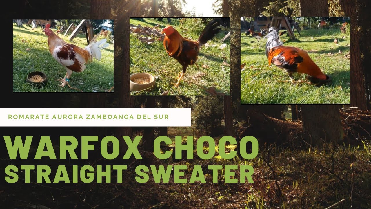 FSGF WARFOX - YouTube