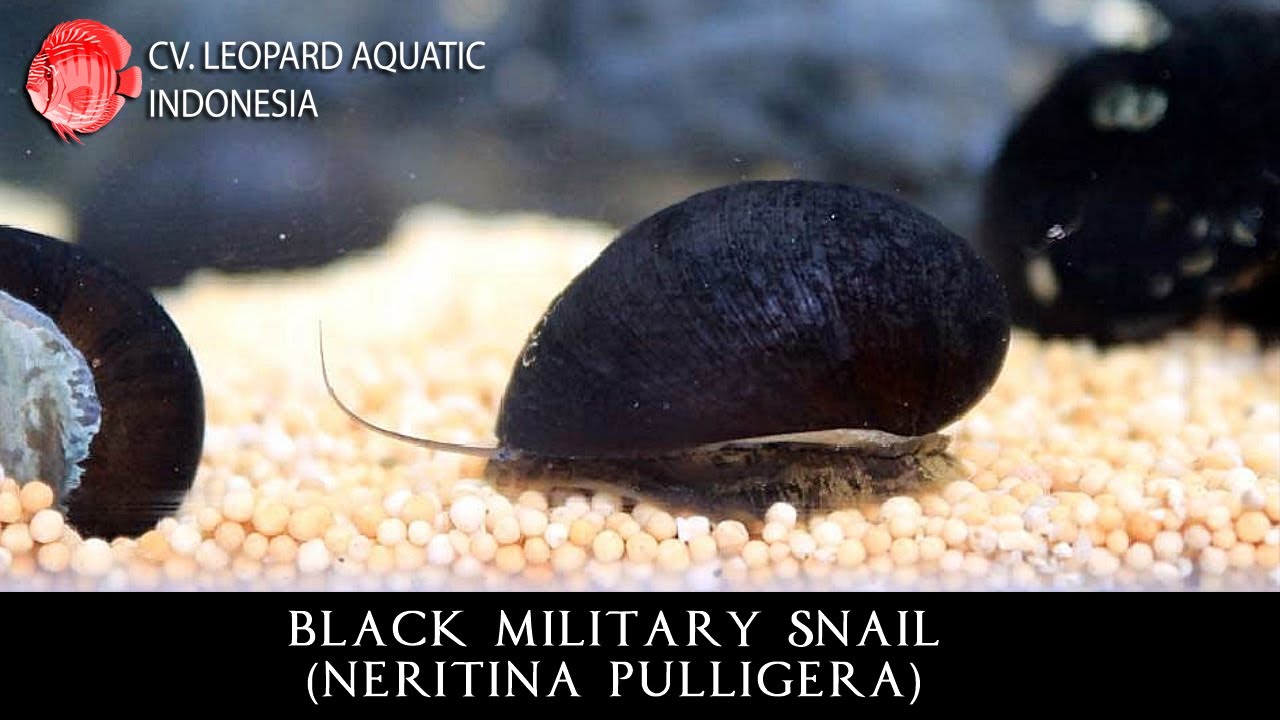 Neritina pulligera. The DISCIPLINE BLACK MILITARY snail! (Leopard ...