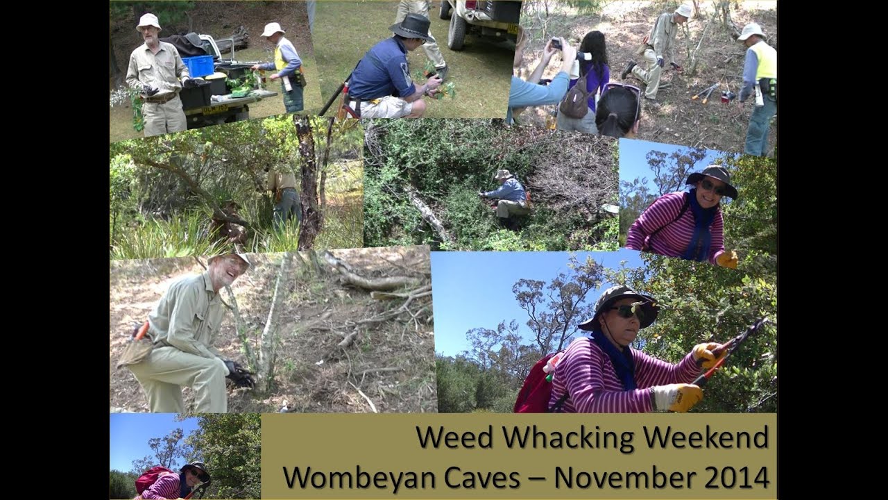 Wombeyan Caves Weed Whacking Weekend - YouTube