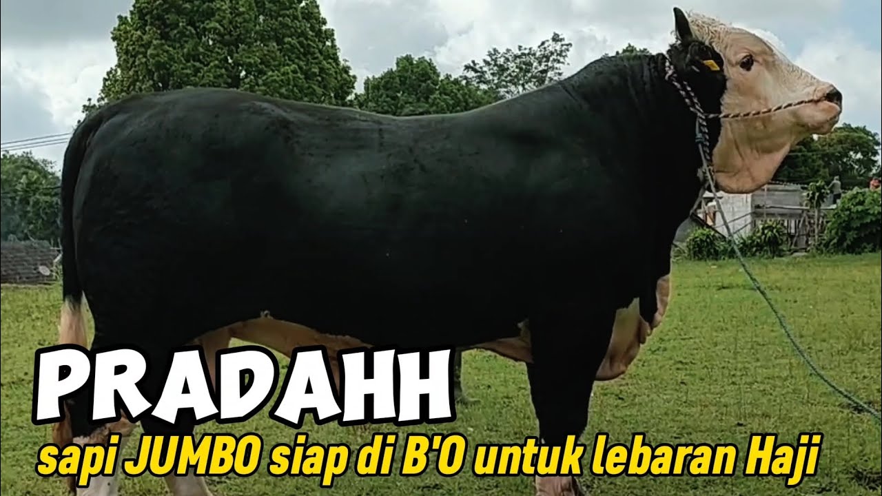 simental Moncong JUMBO ‼️ pegunungan farm keluar kandang 🔥 - YouTube