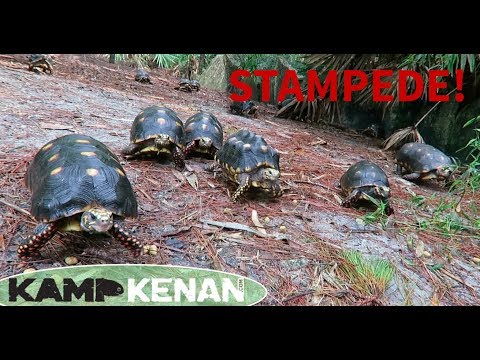 Feeding Tortoises after the Rain
