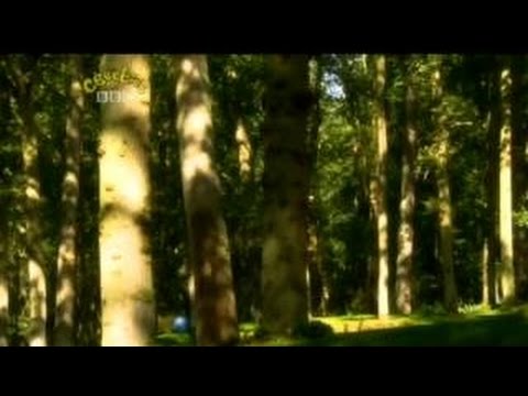 In The Night Garden Mr Pontipines Moustache Flies Away - YouTube