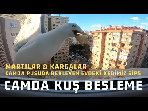 Camda Kuş Besleme ve Evdeki Kedi | Martı ve Karga Beslemek | GoPro Hero 9