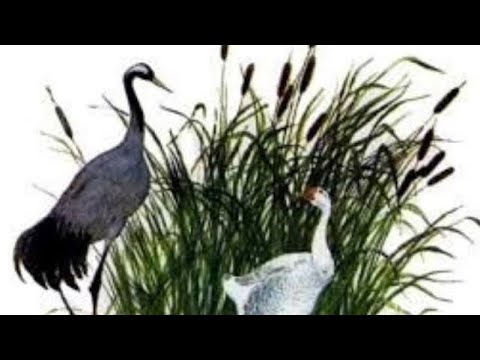 Seyid Əzim Şirvani Qaz və Durna təmsilinin təhlili (Eyvaz Əyyub)