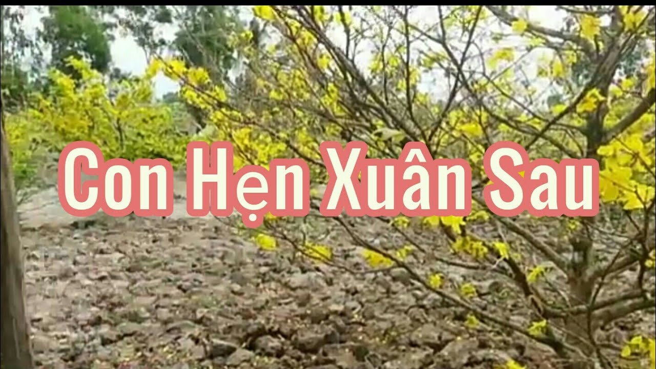 con hẹn xuân sau,mùa xuân lại về , một mùa xuân xa xứ , nhạc xuân nghe ...