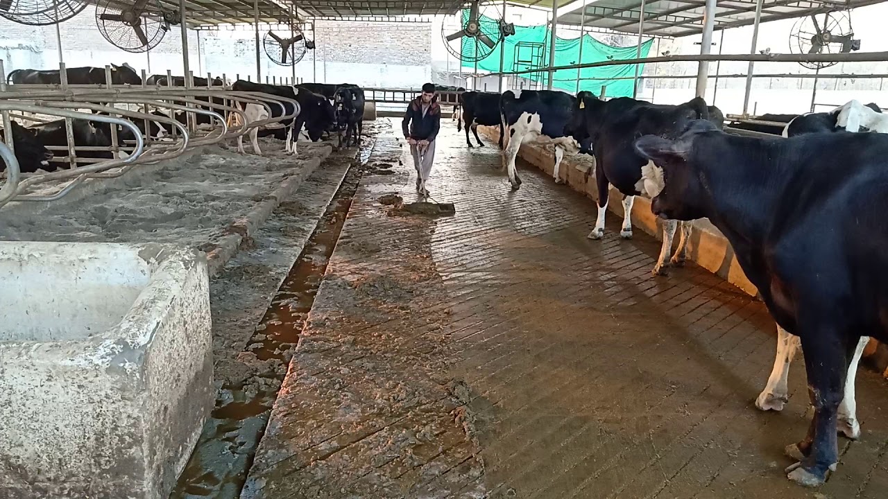 Easy cleaning of dairy manure - YouTube
