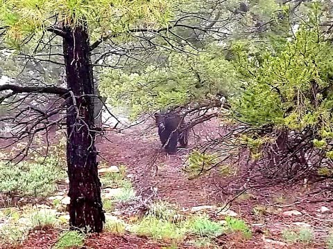 Shed hunt, Charging Bear! Deer and elk. - YouTube