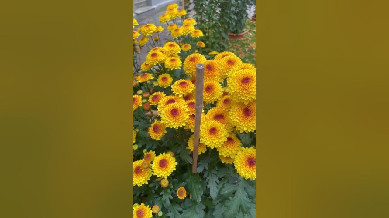 Хризантема Оттенки жёлтого🌸высокие хризантемы #chrysanthemen #germany ...
