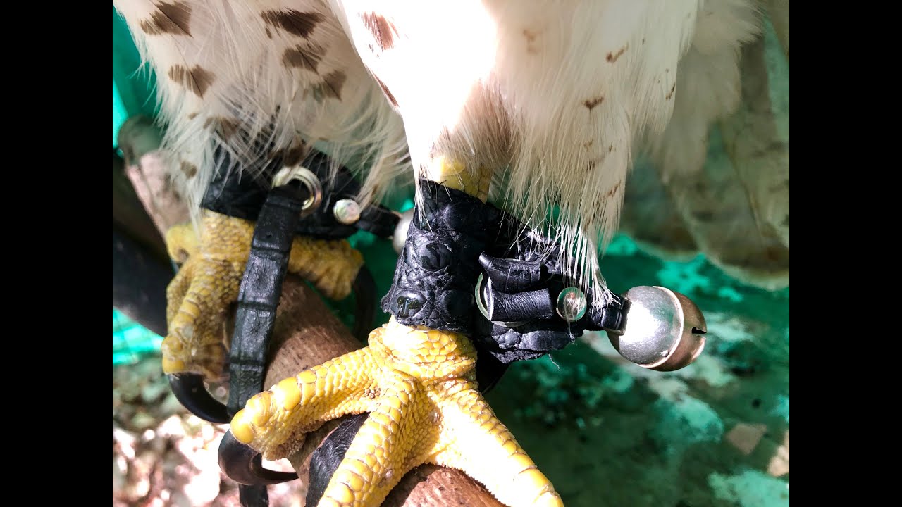 Hawk catches rabbit - YouTube