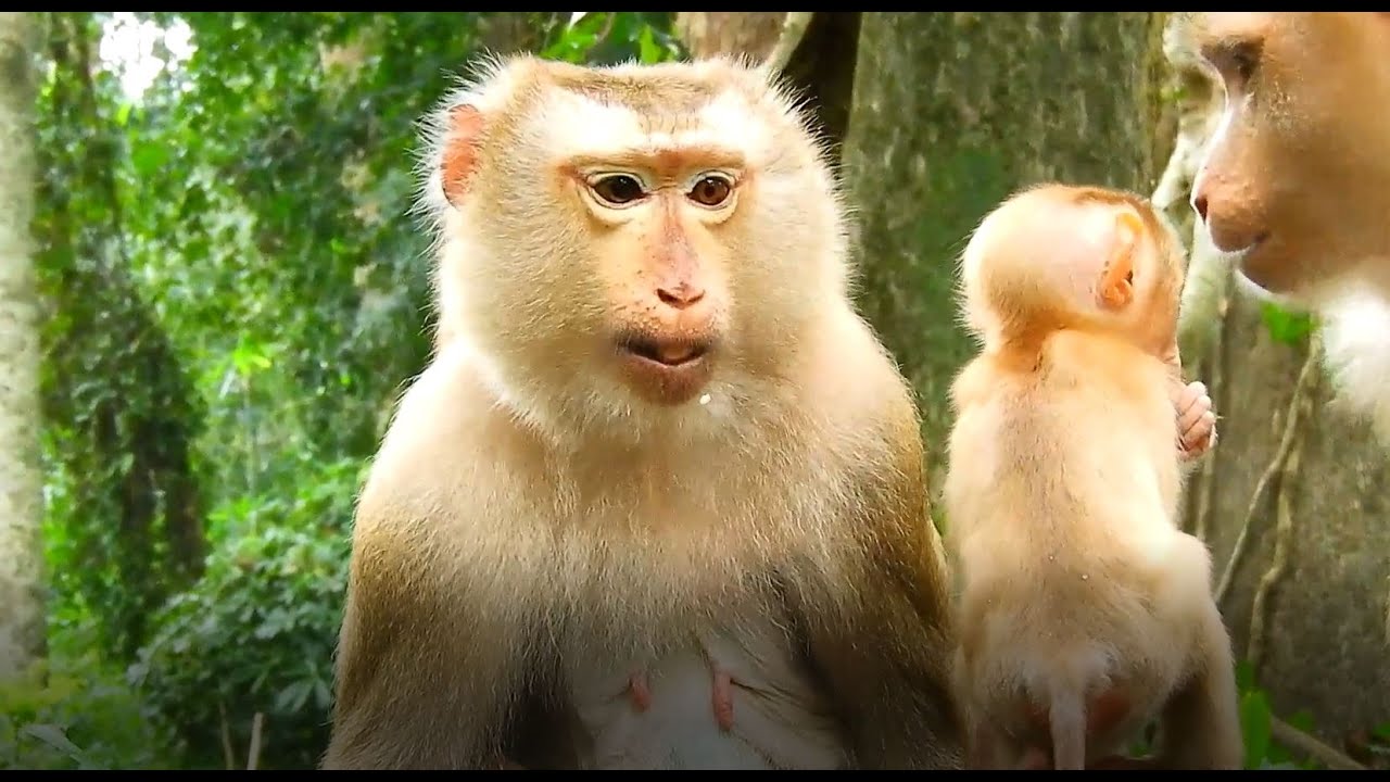 Wow. Look at Ashly from distance Pretty Monkey so has a lot Male Monkey ...