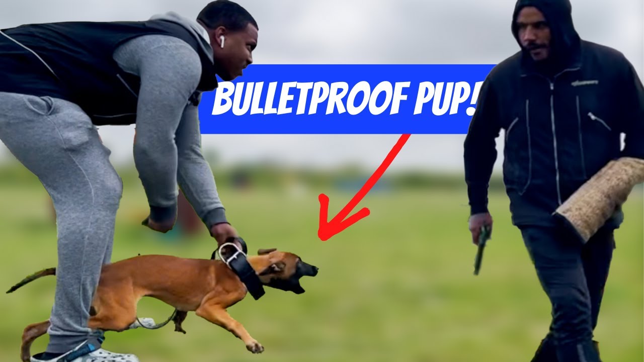 PUPPY PROTECTION TRAINING: Bull Herder VS Smoke & Guns | EP. 2 - YouTube