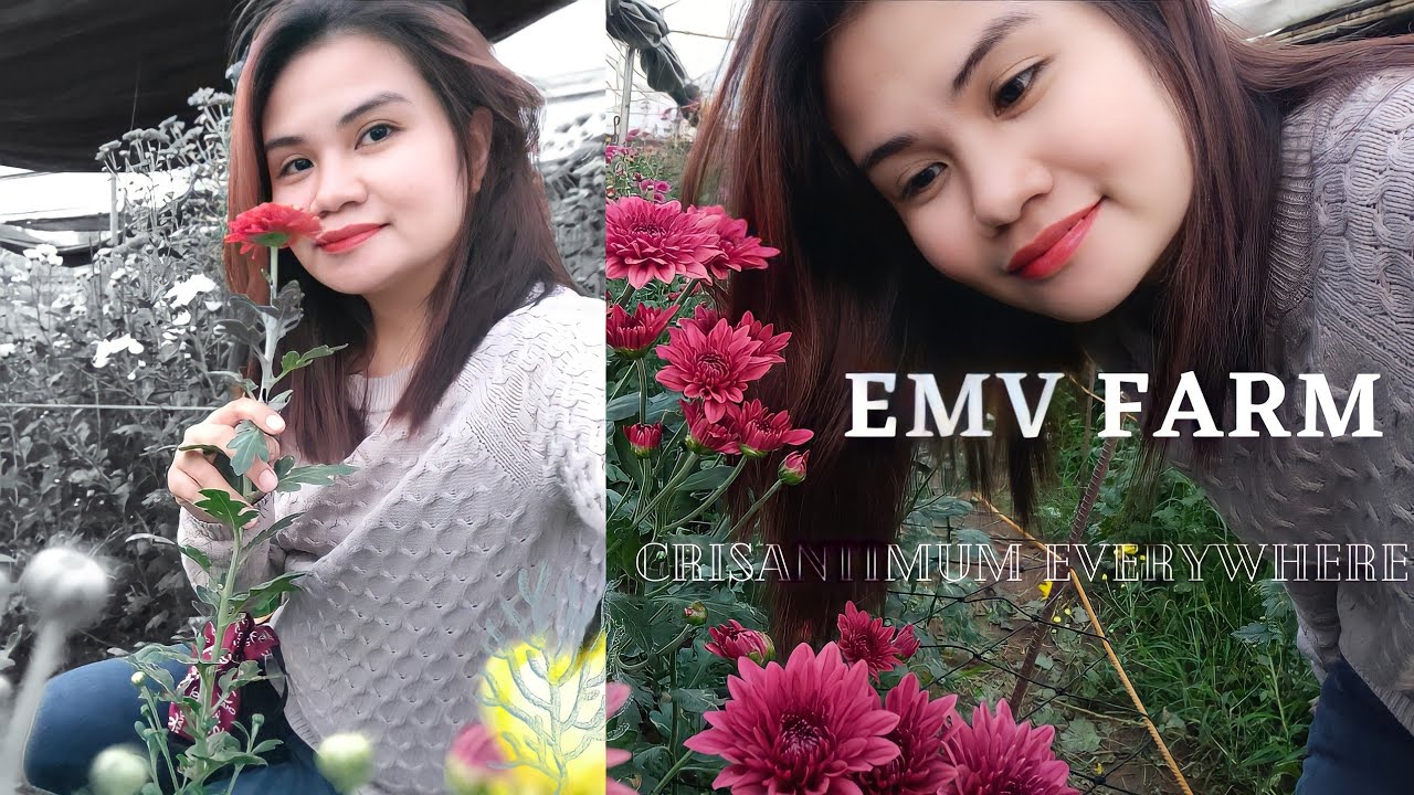 Flower Farm sa Cavite | EMV farm | Crisantimum | Aki | #Emvfarm # ...