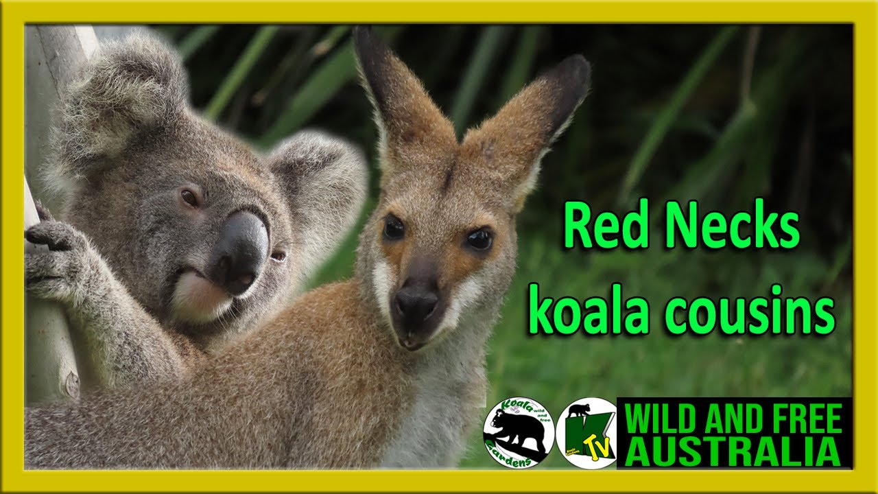 Real Australian Red Necks | Australia all over wildlife - YouTube