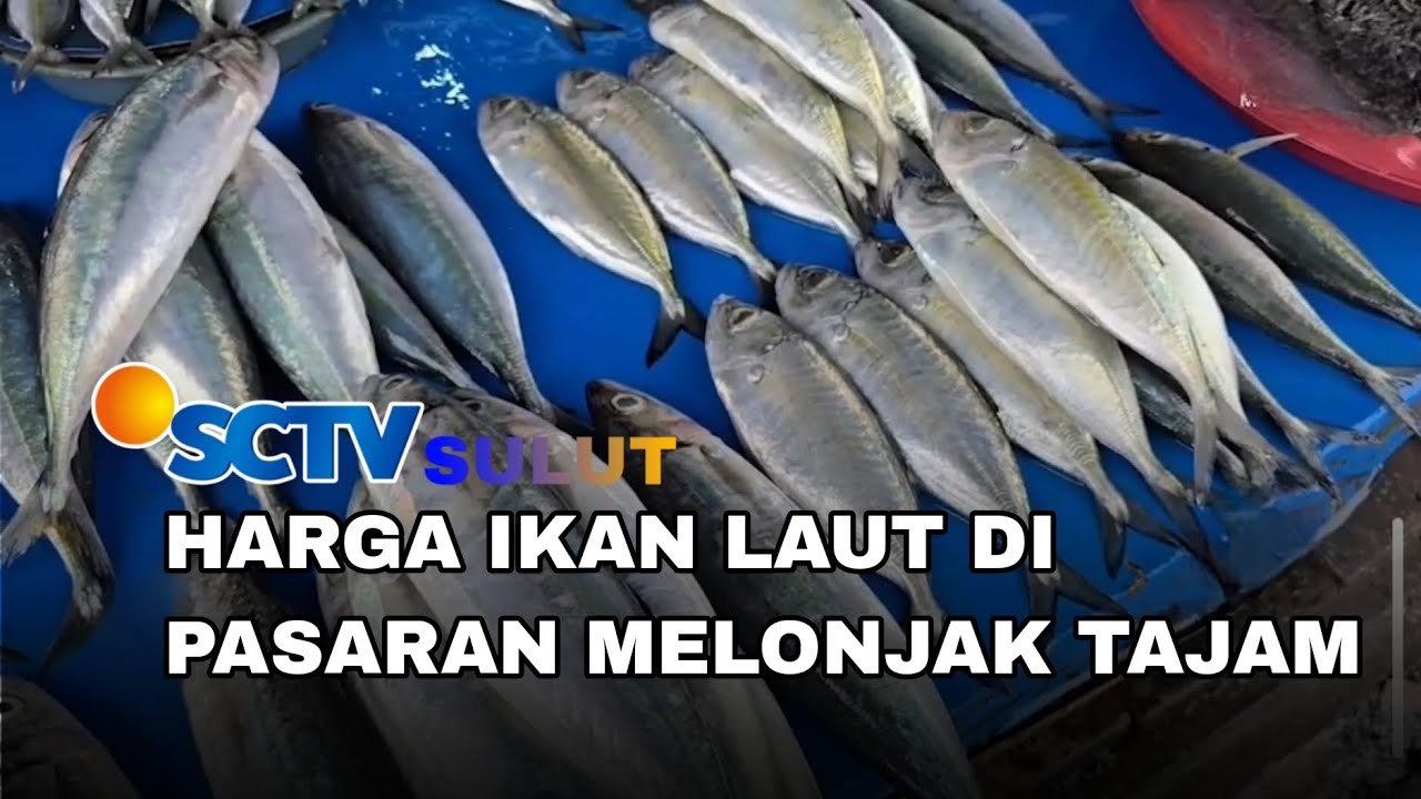 IKAN LAUT MAHAL - YouTube