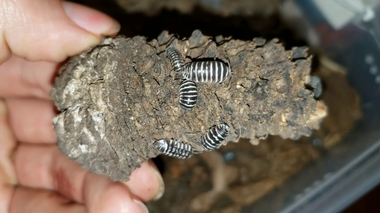 Las Cochinillas de Jardín "Zebra" Mascota para niños inofensiva ...