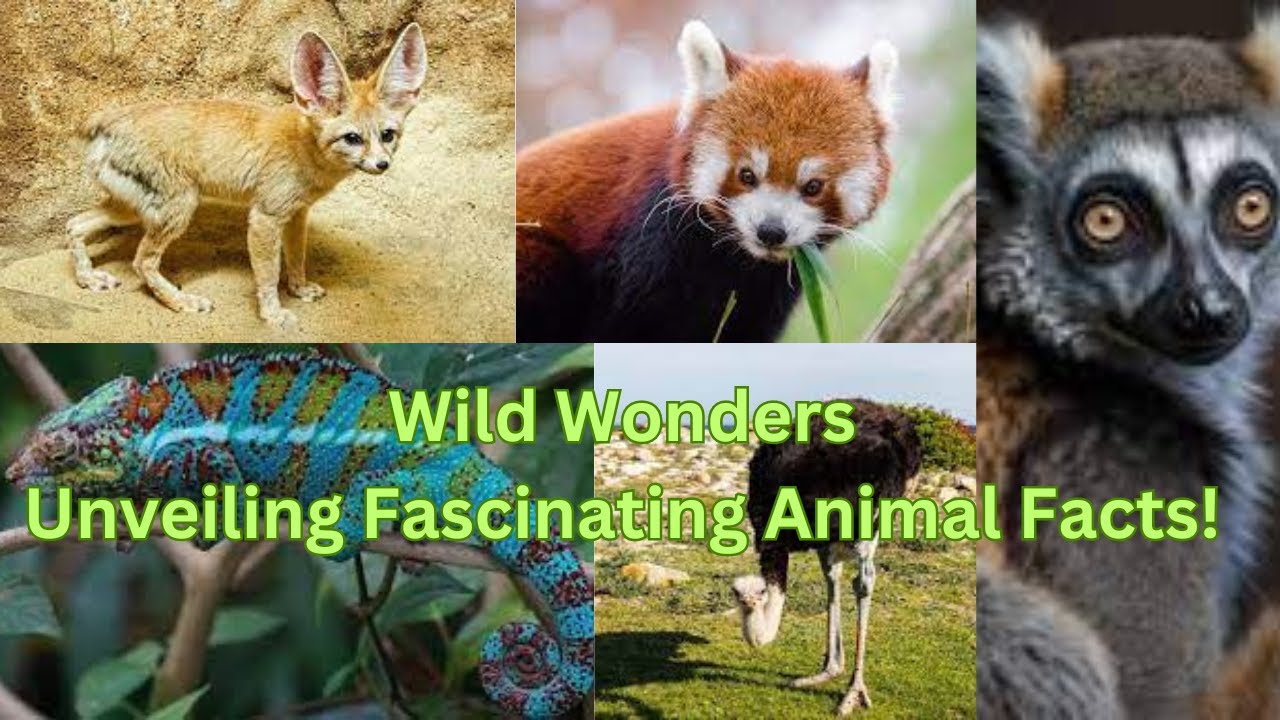 Wild Wonders|Unveiling Fascinating Animal Facts! #nature #viral #love #like #facts #animals # ...