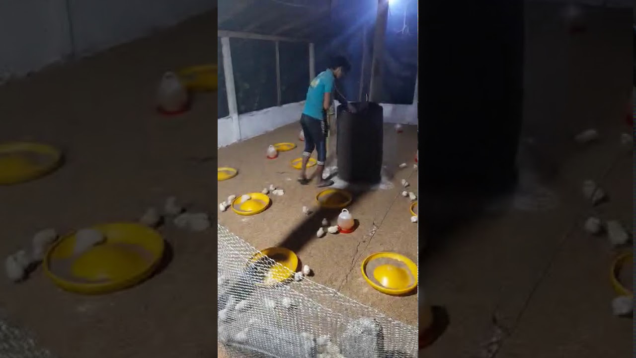 Layer chicks brooding in srilanka - YouTube