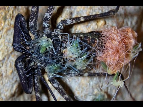 Amblypygid / Guabá (Phrynus longipes) - YouTube