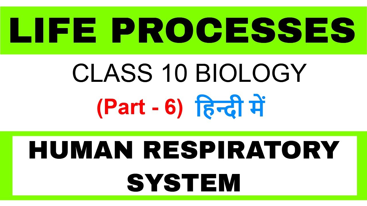 Human Respiratory System Class 10 YouTube human-respiratory-system-class-10-youtube