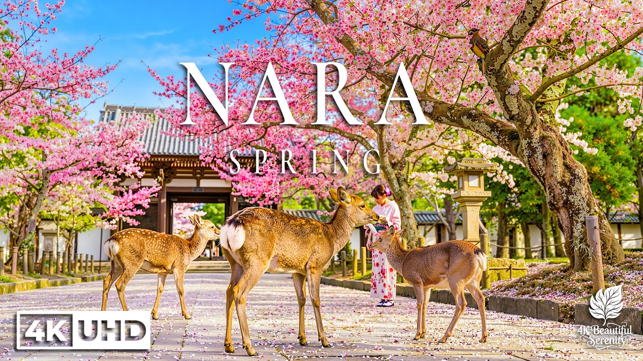 Spring in Nara 4K - Nara Deer Parks, Japan's Most Spiritual Springtime ...